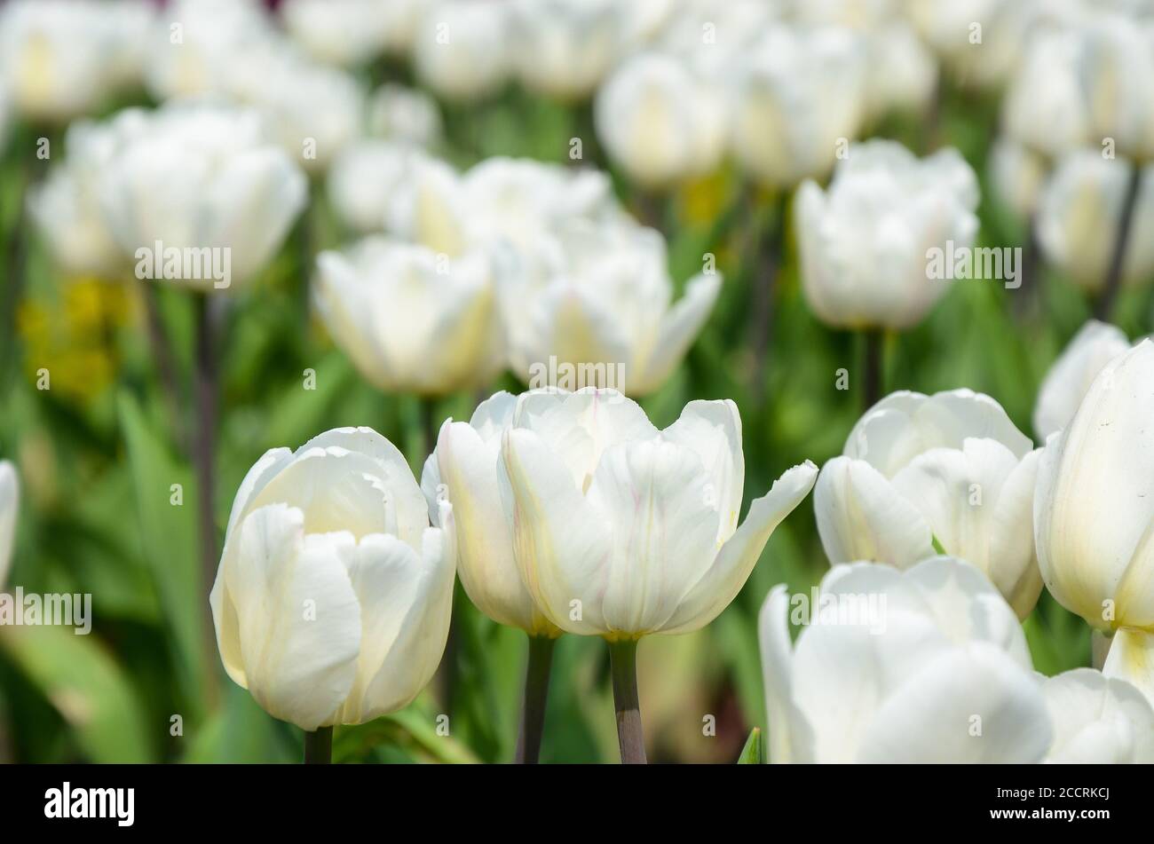 Common Tulipa Liliaceae Tulip Stock Photo - Alamy
