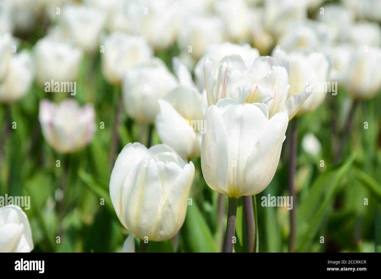 Common Tulipa Liliaceae Tulip Stock Photo - Alamy