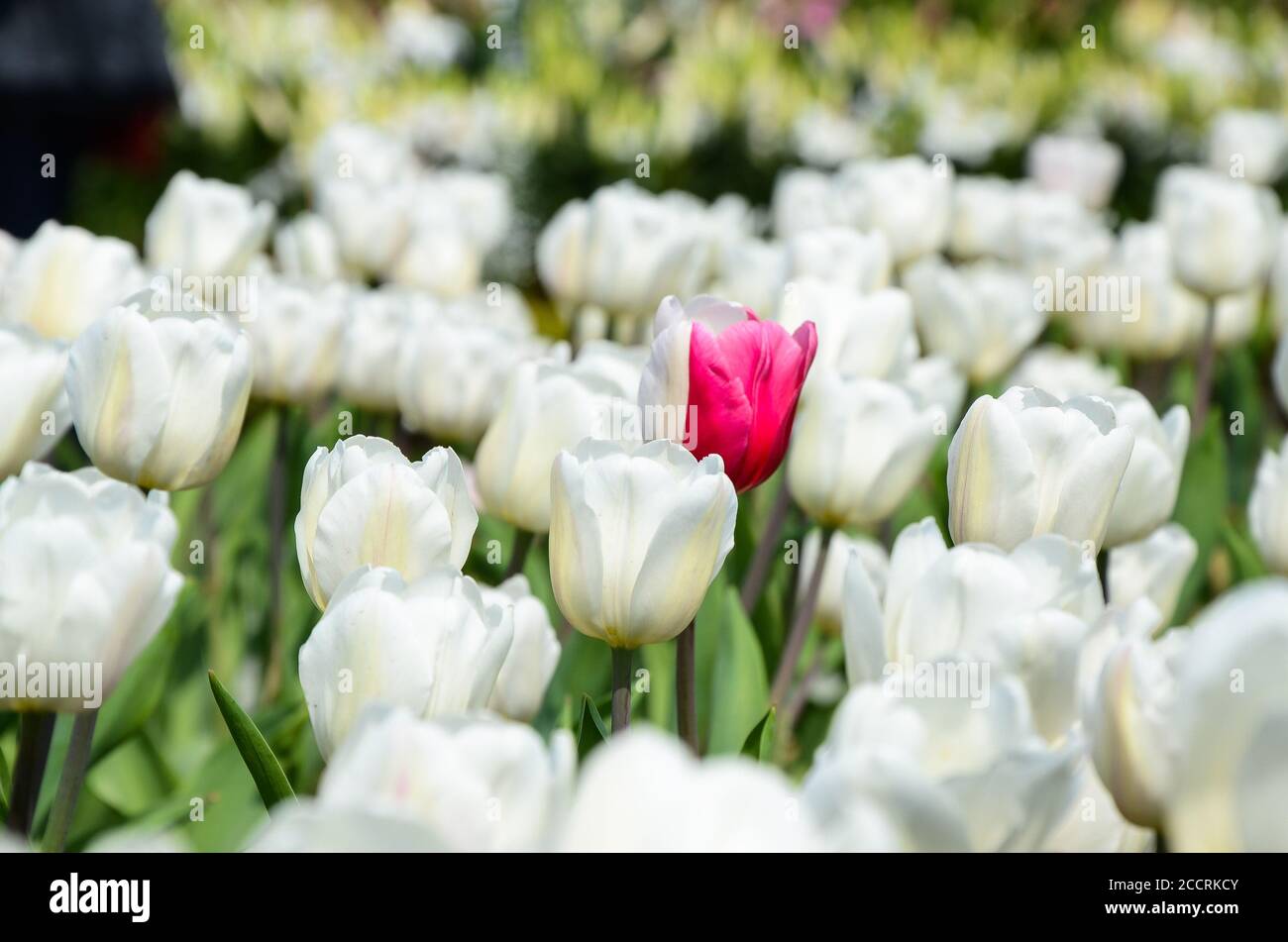 Common Tulipa Liliaceae Tulip Stock Photo - Alamy