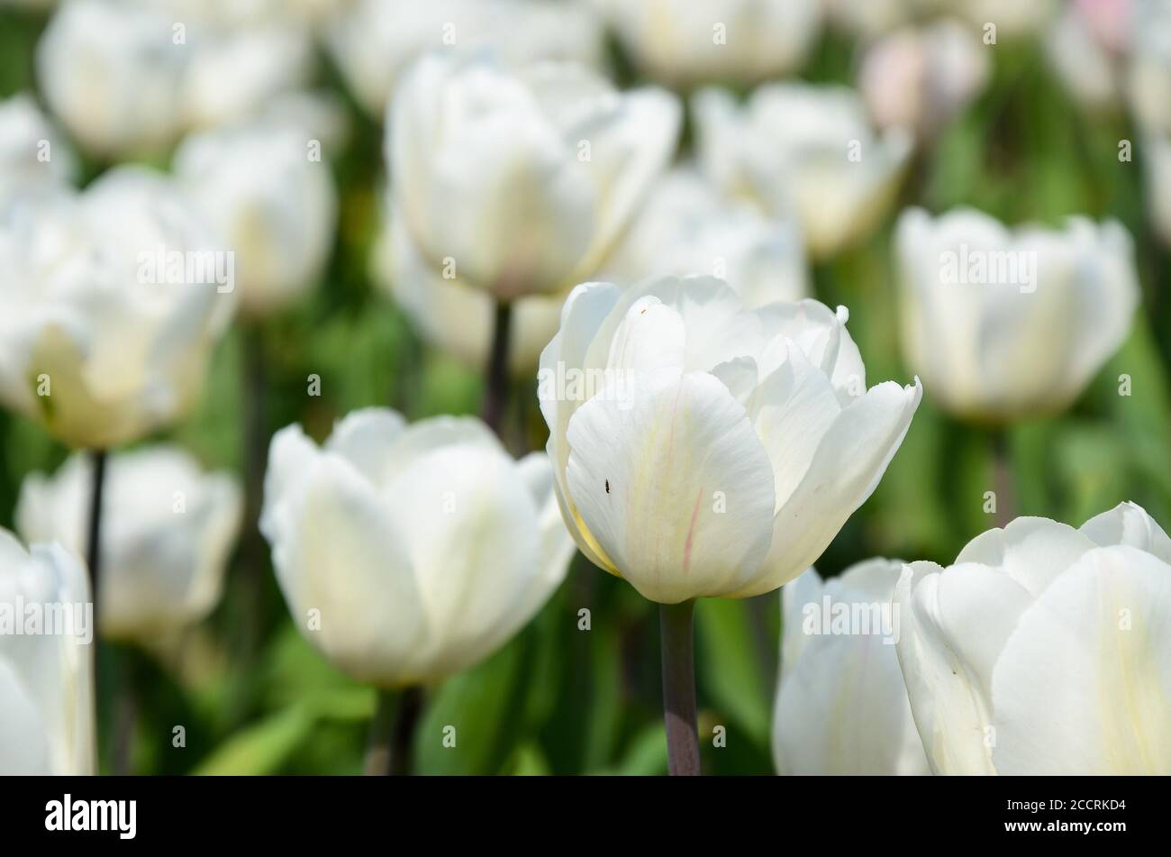 Common Tulipa Liliaceae Tulip Stock Photo - Alamy
