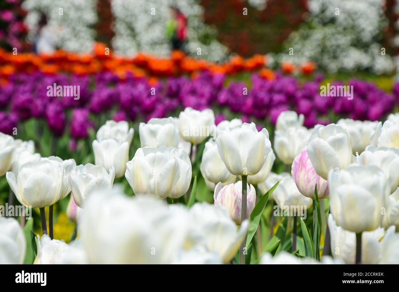Common Tulipa Liliaceae Tulip Stock Photo - Alamy