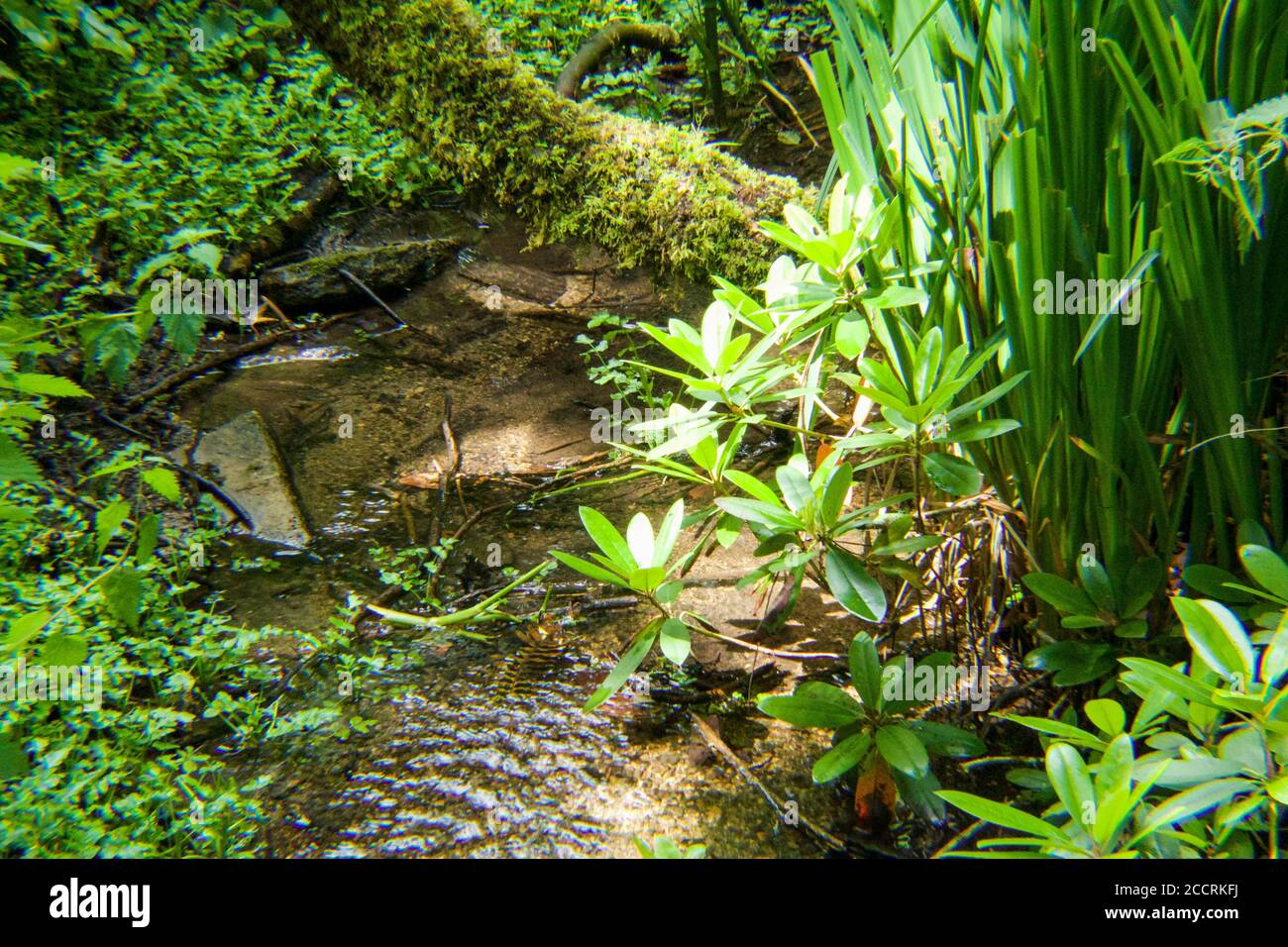 Wet woodland plant hi-res stock photography and images - Alamy
