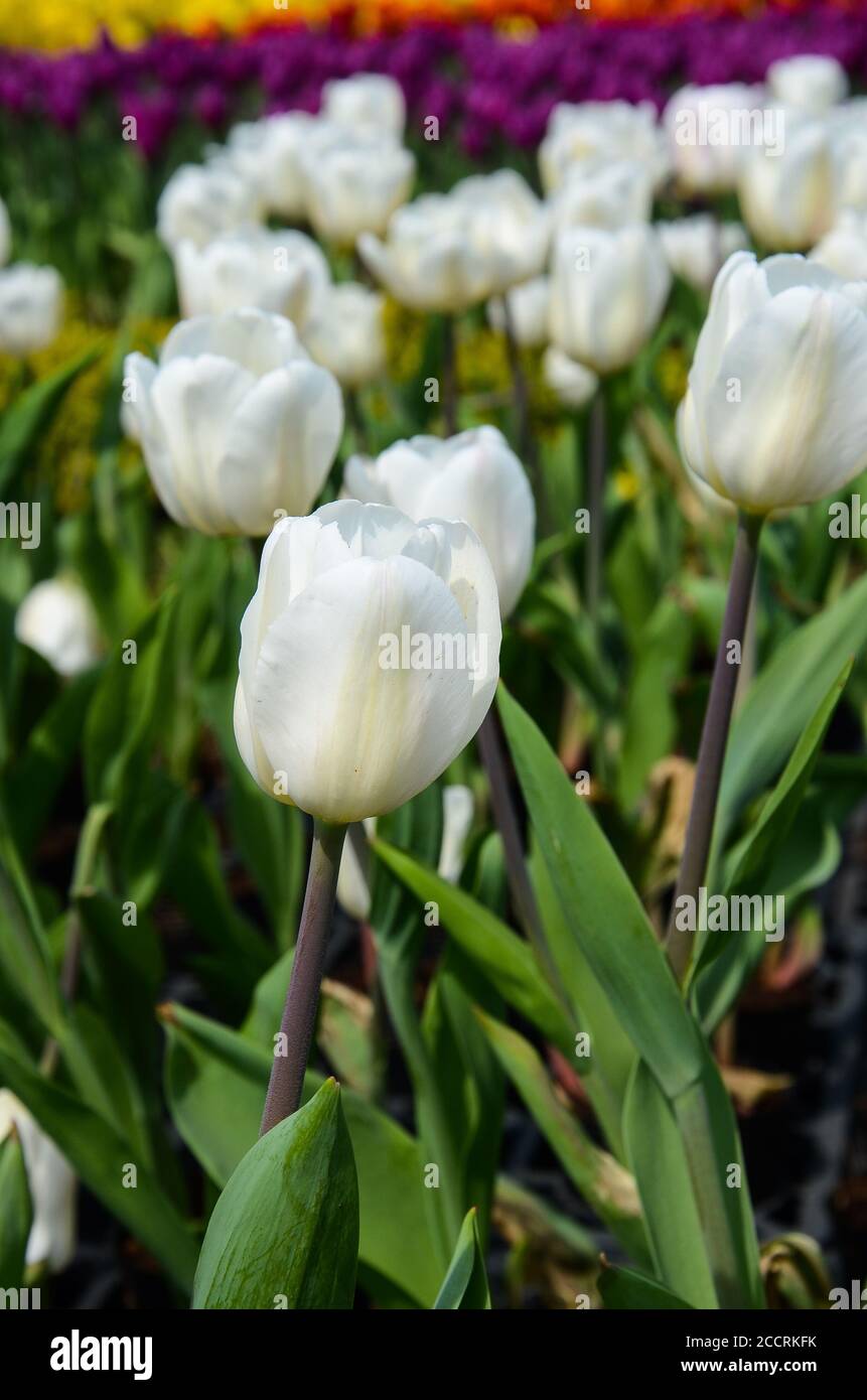 Common Tulipa Liliaceae Tulip Stock Photo - Alamy