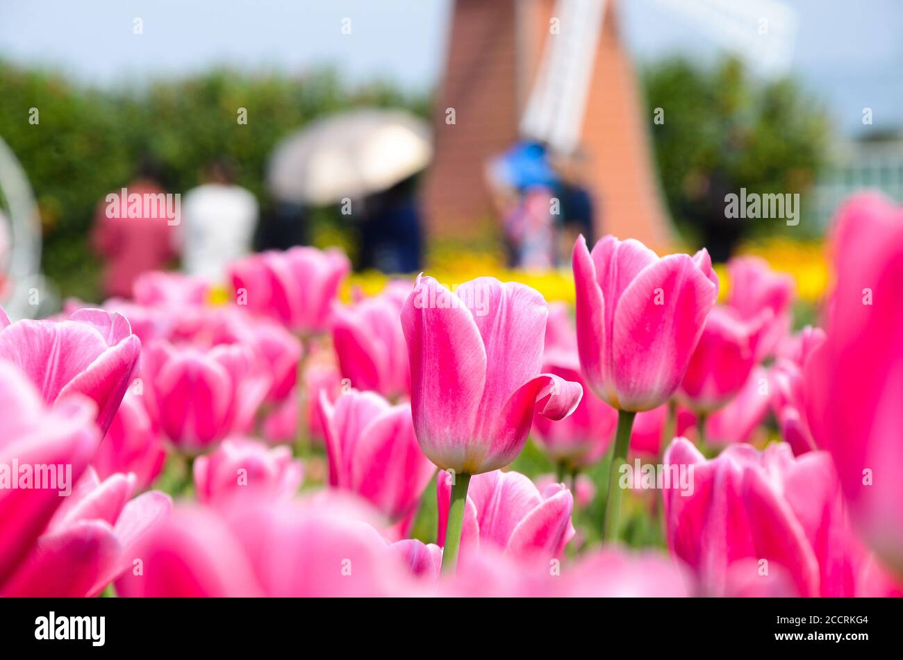 Common Tulipa Liliaceae Tulip Stock Photo - Alamy