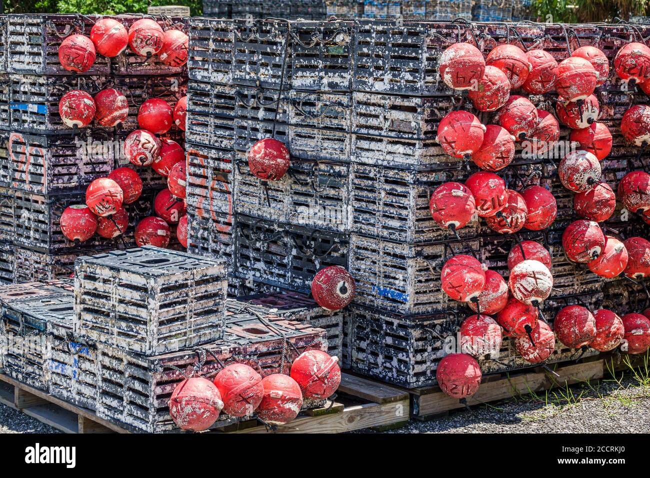 Everglades City Florida,Grimm's Stone Crab Market,crabbers,sustainable ...