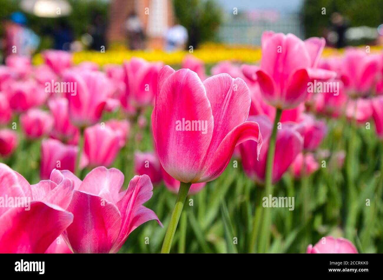 Common Tulipa Liliaceae Tulip Stock Photo - Alamy