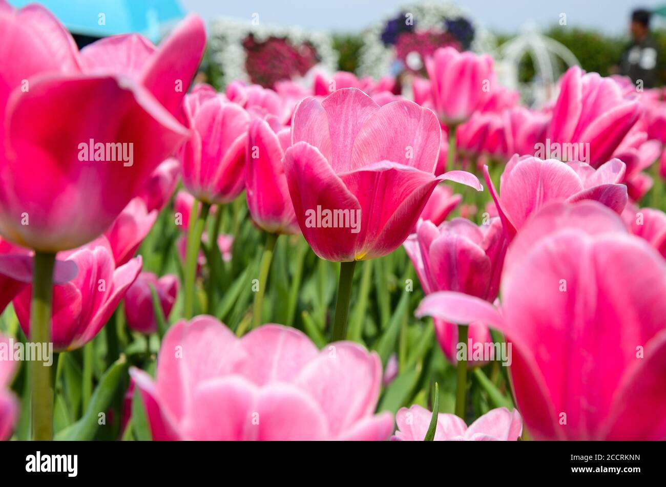 Common Tulipa Liliaceae Tulip Stock Photo - Alamy