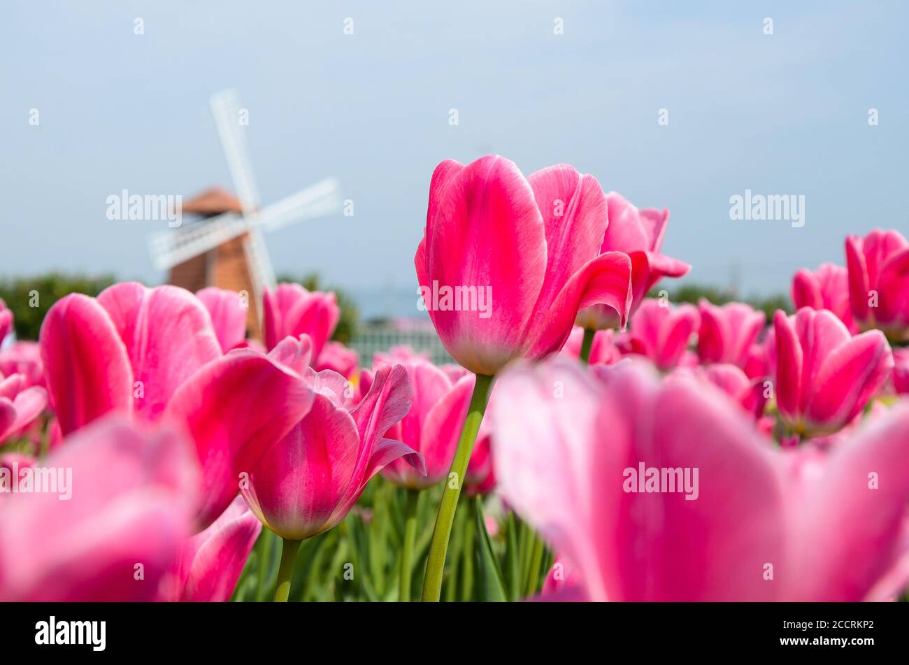 Common Tulipa Liliaceae Tulip Stock Photo - Alamy
