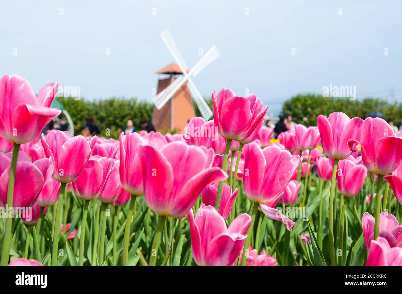 Common Tulipa Liliaceae Tulip Stock Photo - Alamy