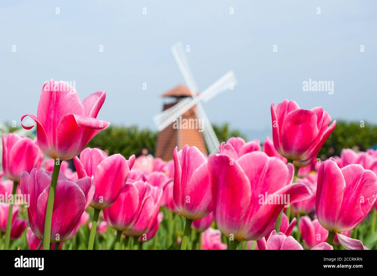 Common Tulipa Liliaceae Tulip Stock Photo - Alamy