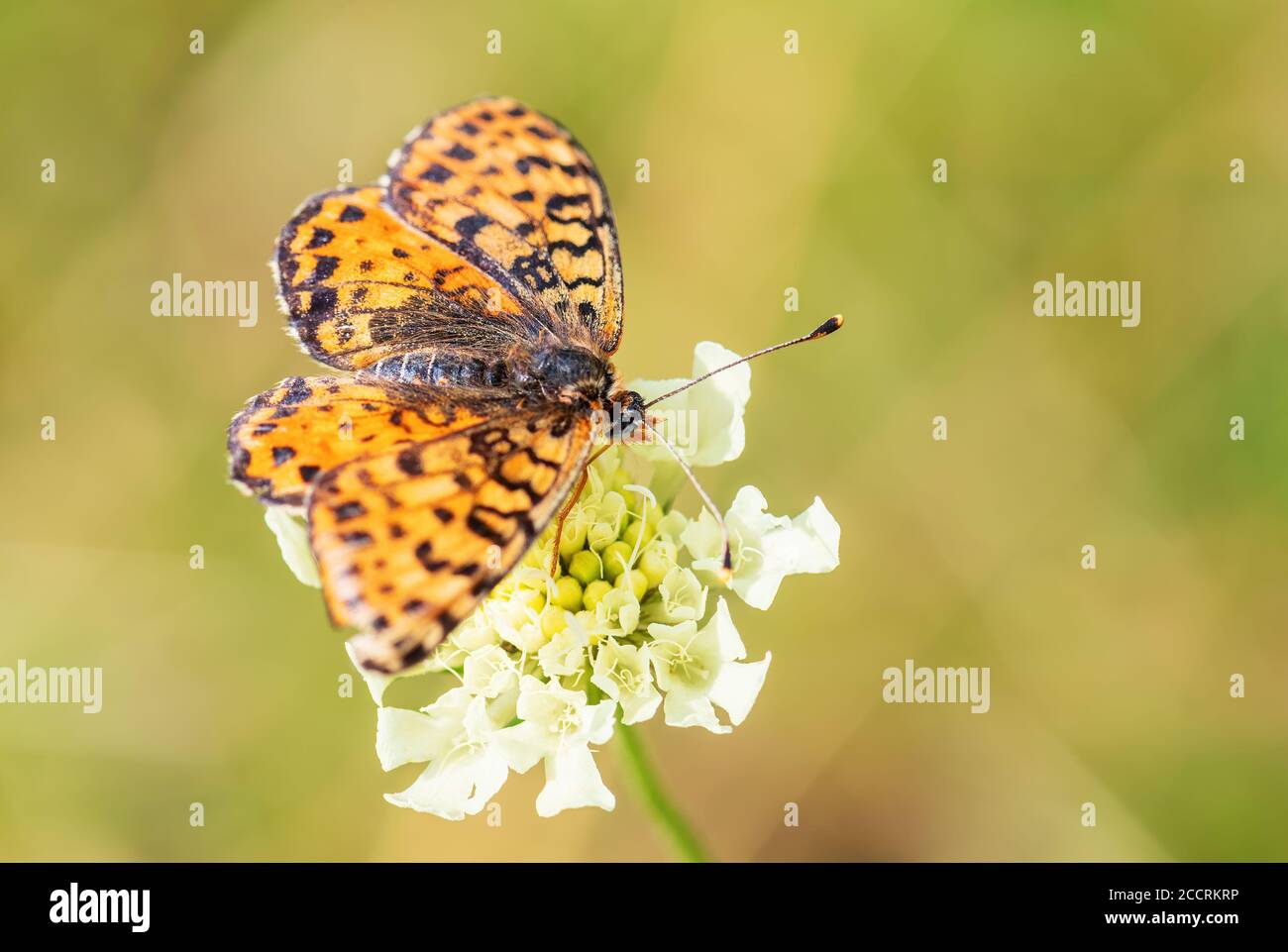 Spotted Fritillary butterfly - Melitaea didyma, beautiful shinning ...