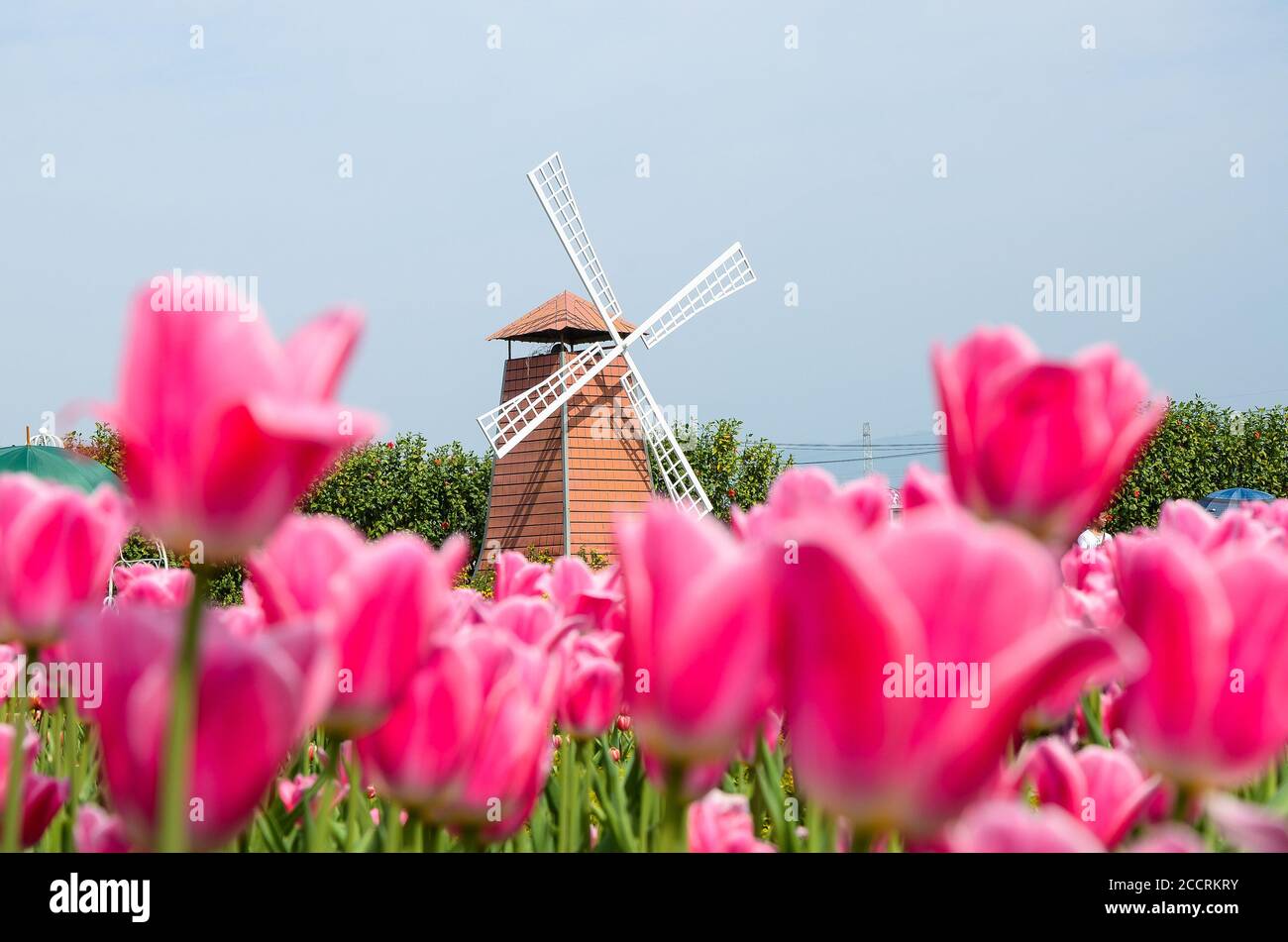 Common Tulipa Liliaceae Tulip Stock Photo - Alamy
