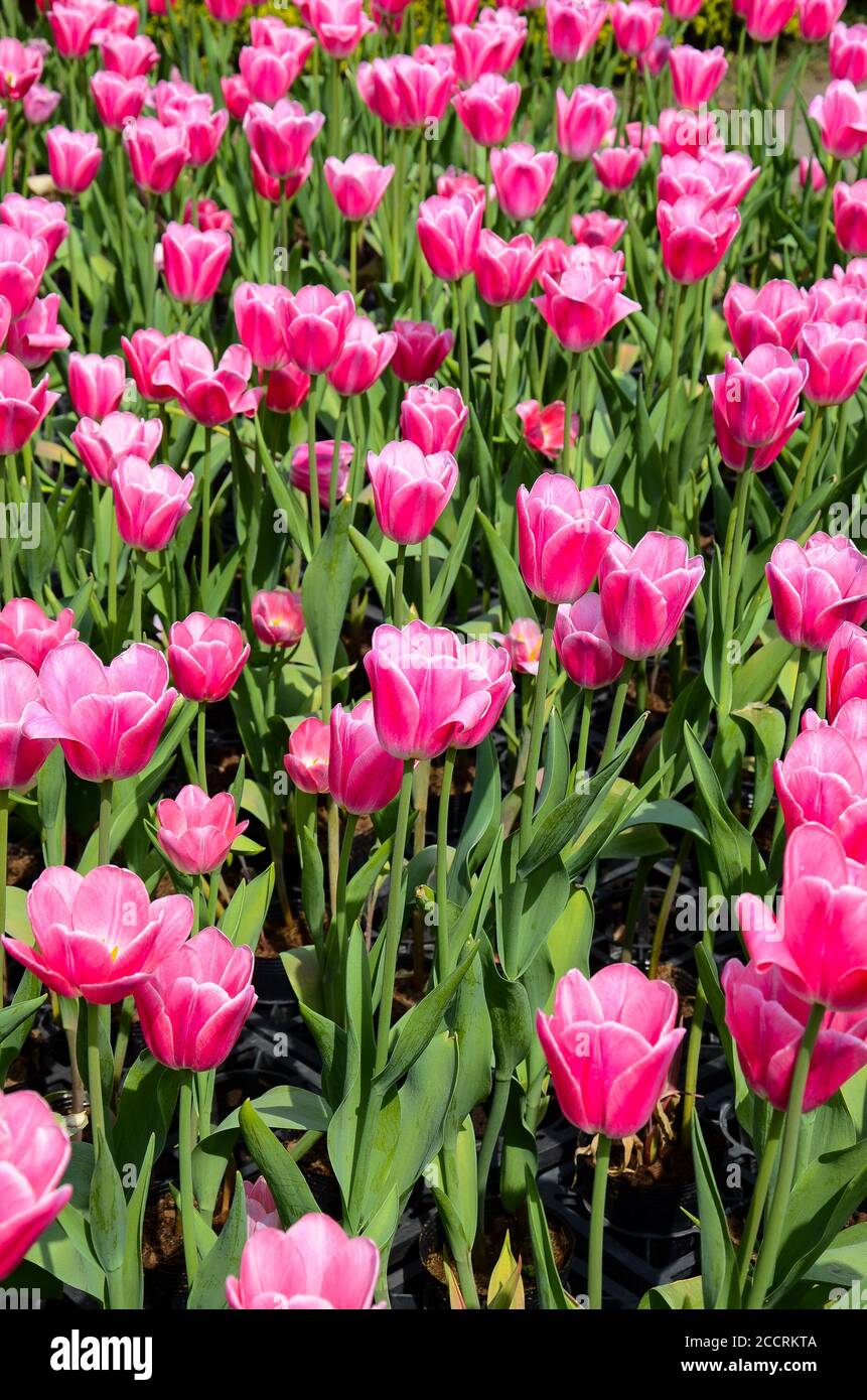 Common Tulipa Liliaceae Tulip Stock Photo - Alamy