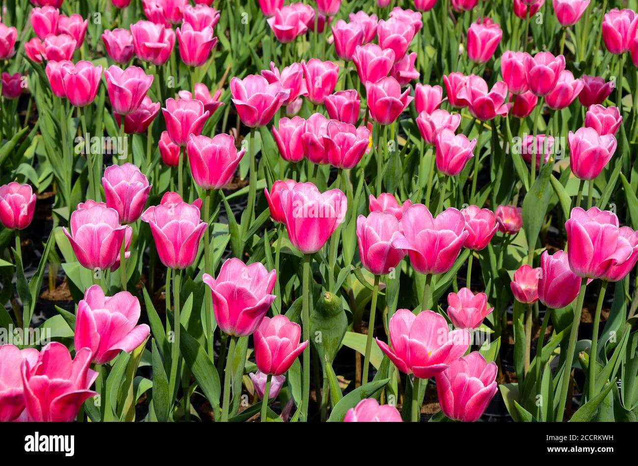 Common Tulipa Liliaceae Tulip Stock Photo - Alamy