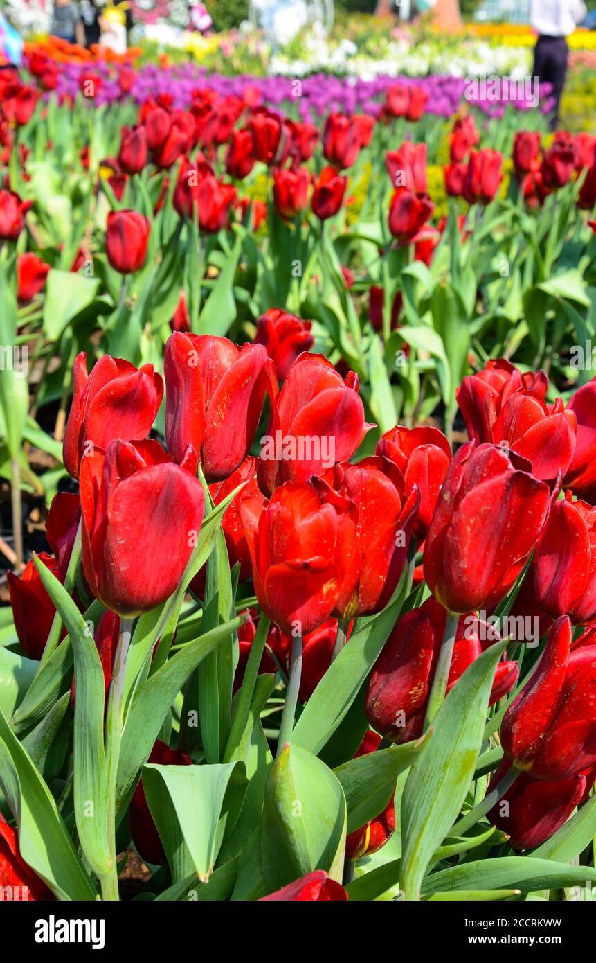 Common Tulipa Liliaceae Tulip Stock Photo - Alamy