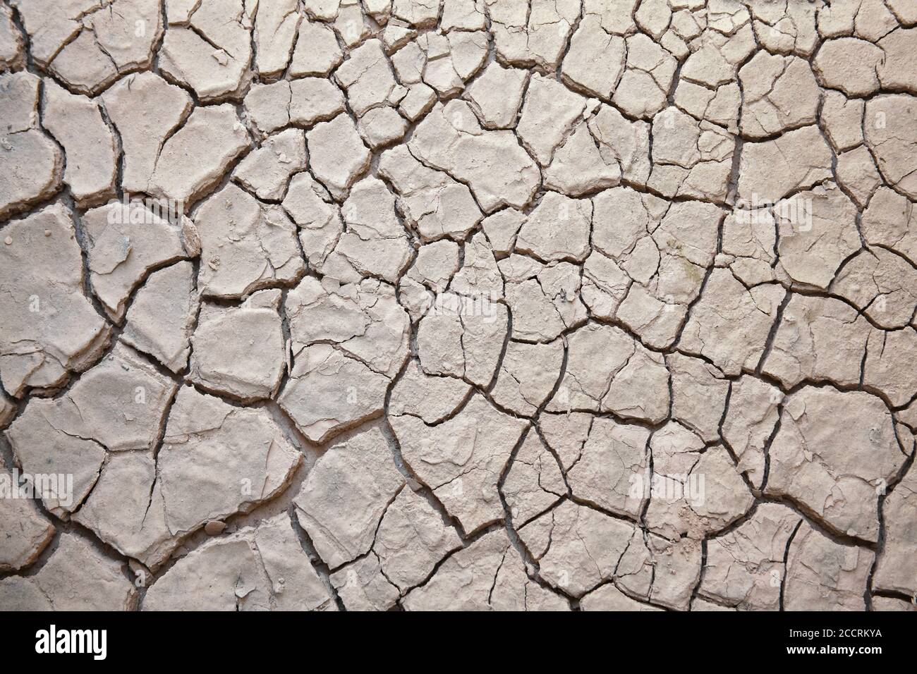 Background texture of parched cracked mud dirt soil caused by summer ...