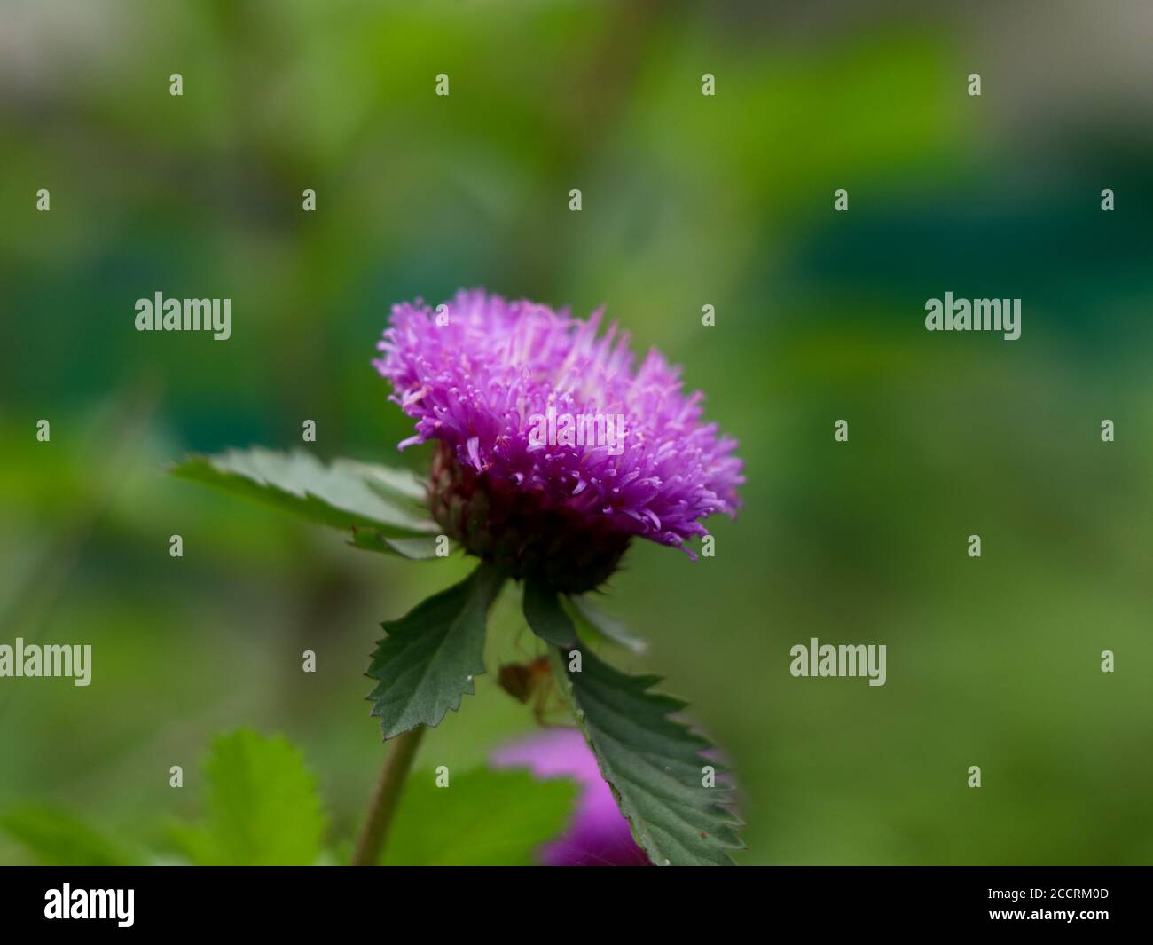 Brazilian Button Flower in a showy blue-purple color, herbal plant ...