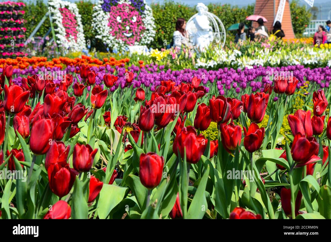Common Tulipa Liliaceae Tulip Stock Photo - Alamy