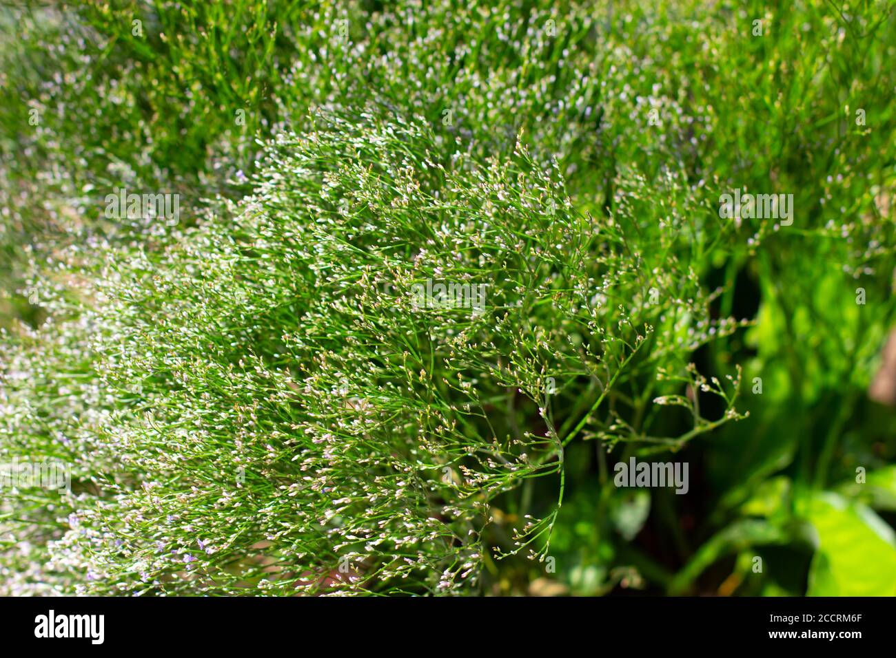 Baby breath plant hi-res stock photography and images - Alamy
