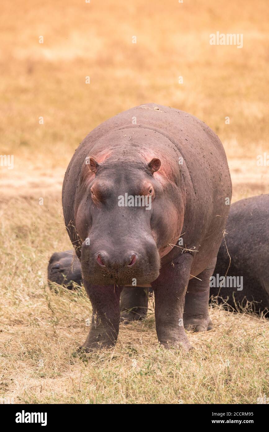 Hippo in beautiful landscape scenery of bush savannah - Game drive in ...