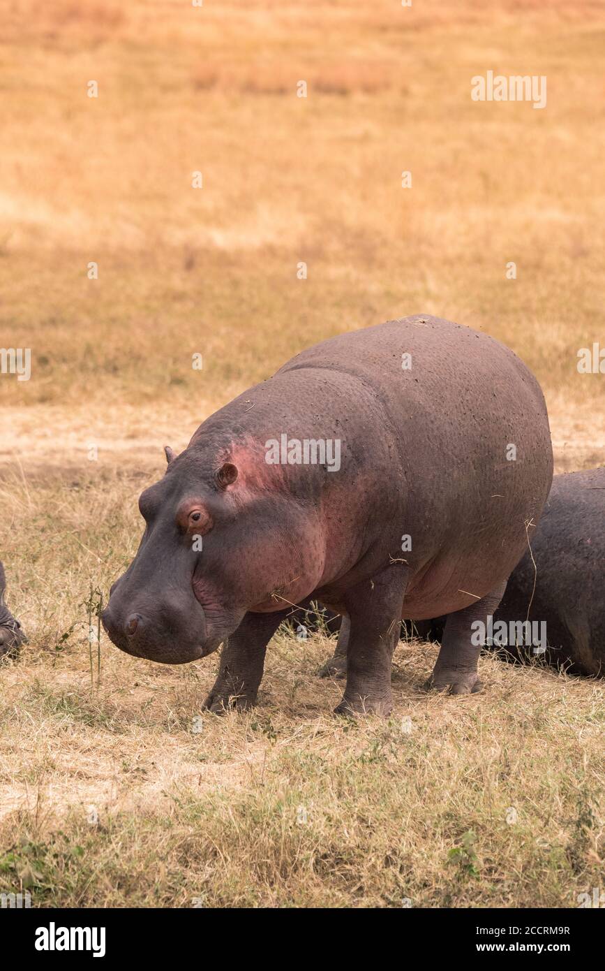 Hippo in beautiful landscape scenery of bush savannah - Game drive in ...