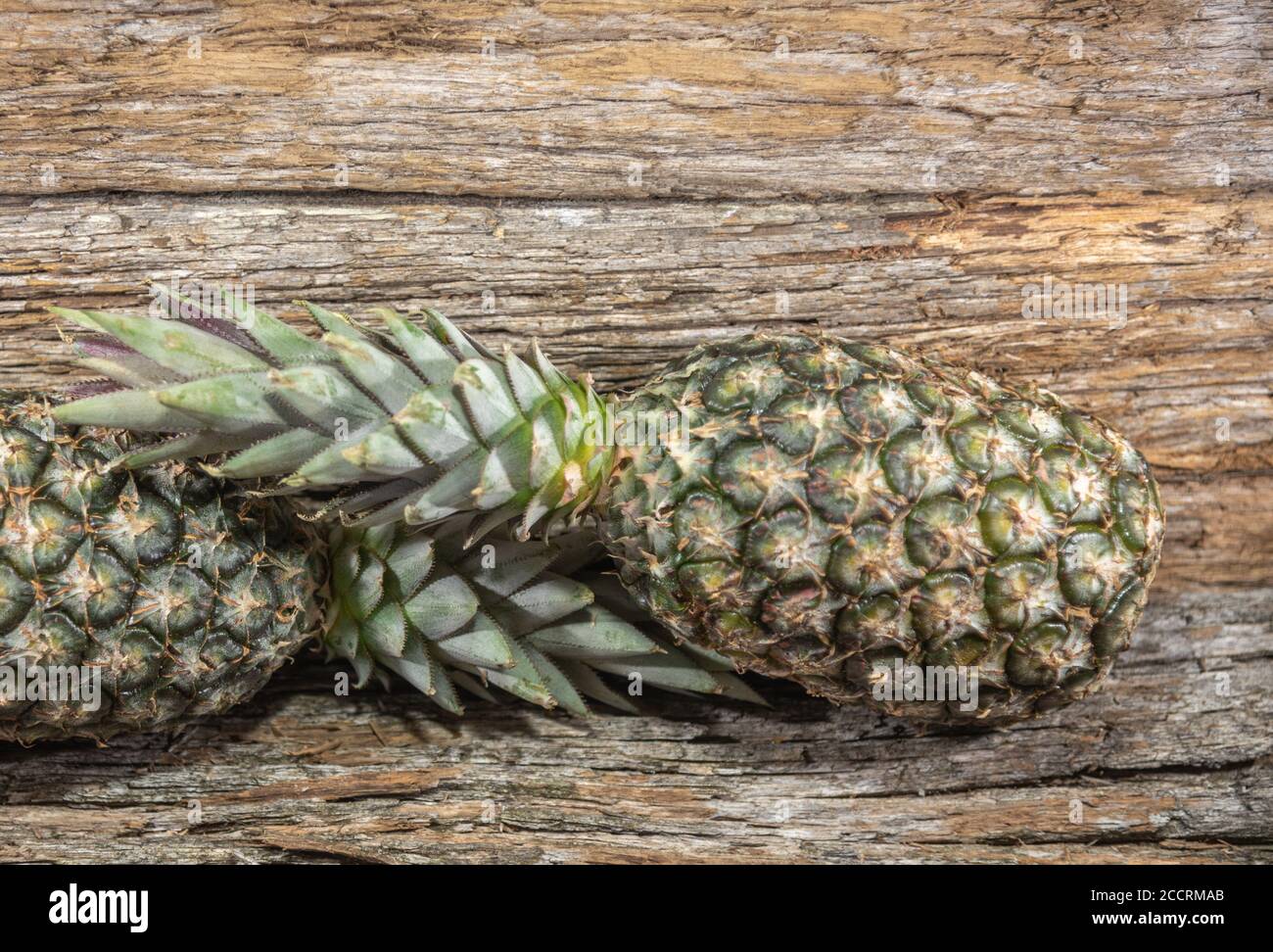 Pineapple fruit. Also known as pineapple, it is a tropical ...