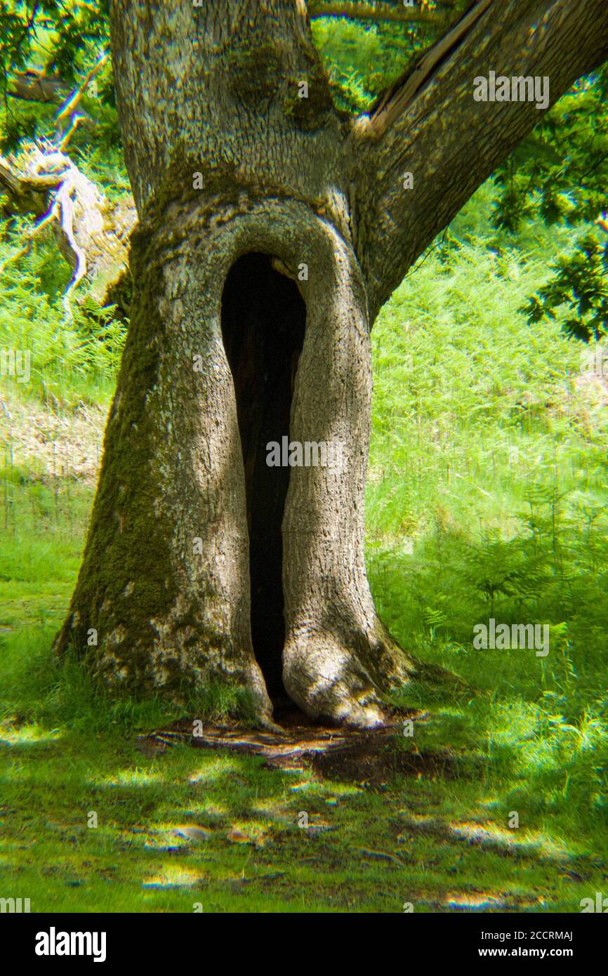 Such as hollowed out trees hi-res stock photography and images - Alamy