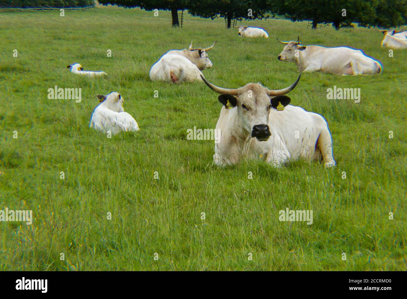 White park (Bos taurus) Cattle Stock Photo - Alamy