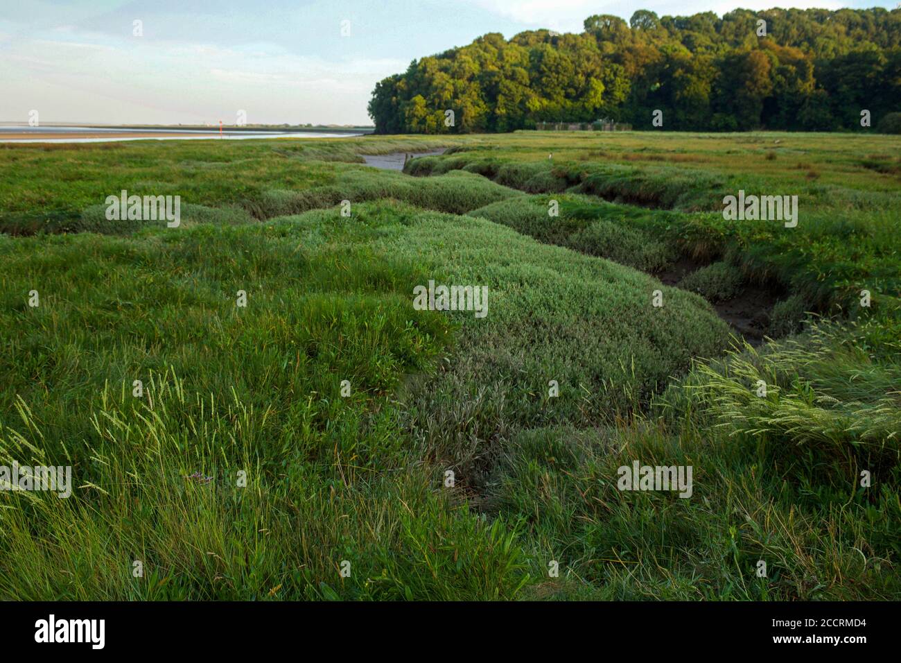 Salt marshes along an estuary Stock Photo - Alamy