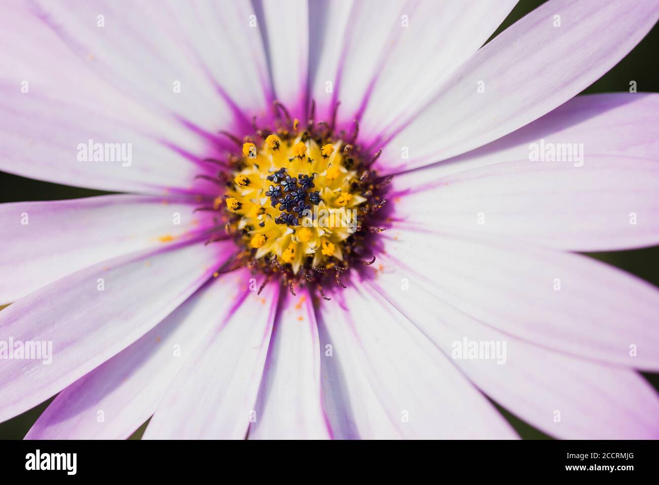 A closeup of the reproductive parts of an Osteospurmum flower. African ...