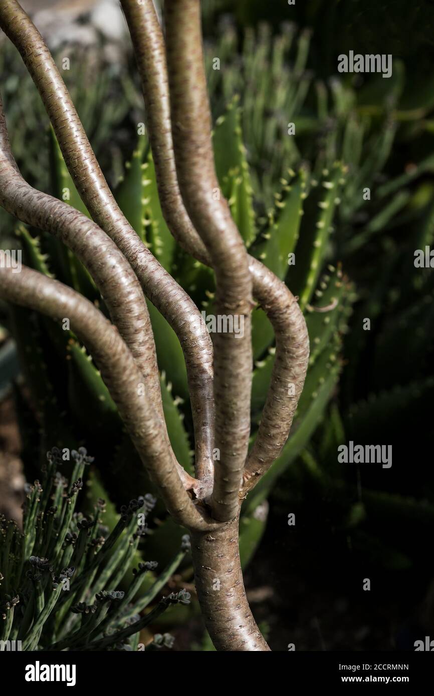 Have succulent stems hi-res stock photography and images - Alamy