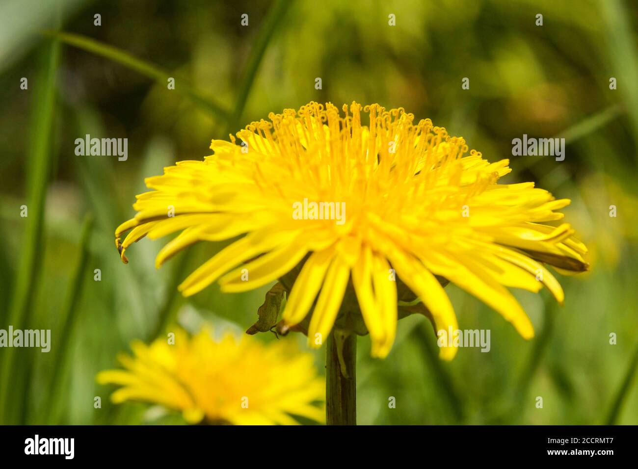 Dandelion in bloom hi-res stock photography and images - Alamy