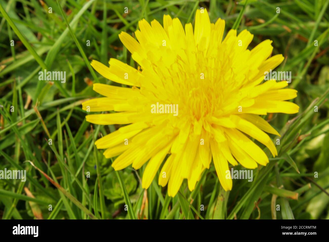 Dandelion in bloom hi-res stock photography and images - Alamy