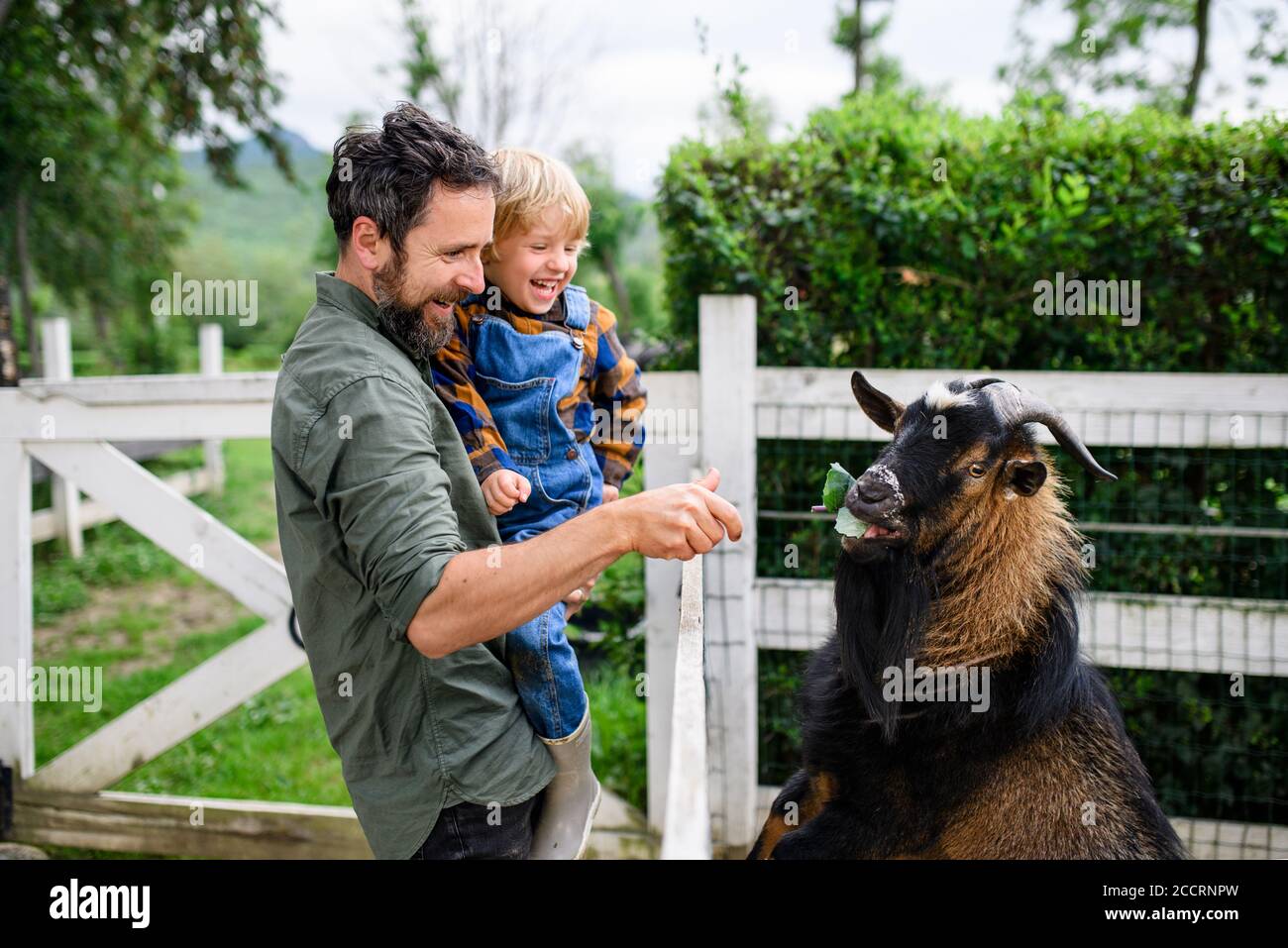 Portrait of father with small son standing on farm, feeding goat Stock ...
