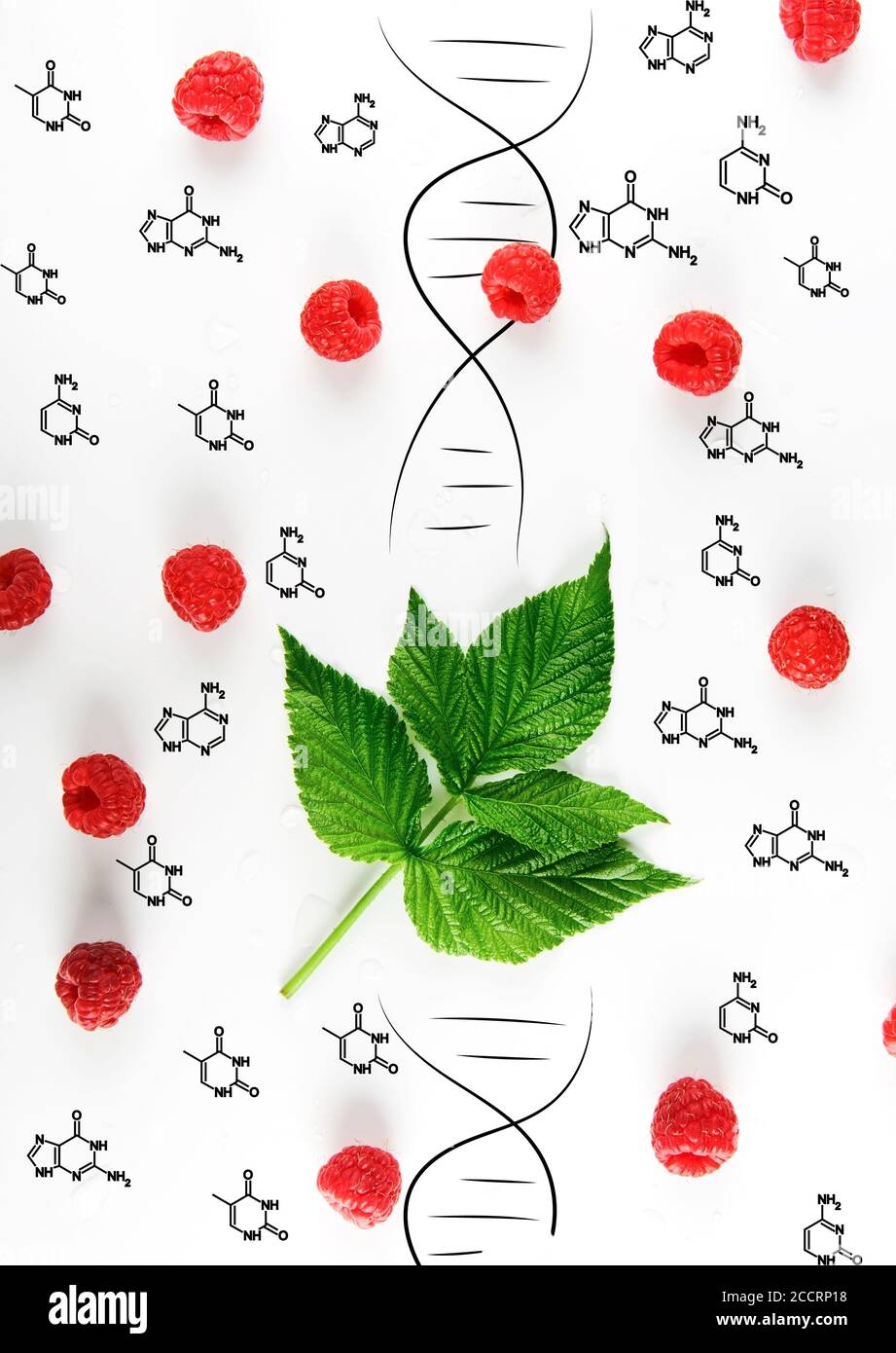 GMO foods and genetic engineering. Collage with raspberries, plant leaf ...