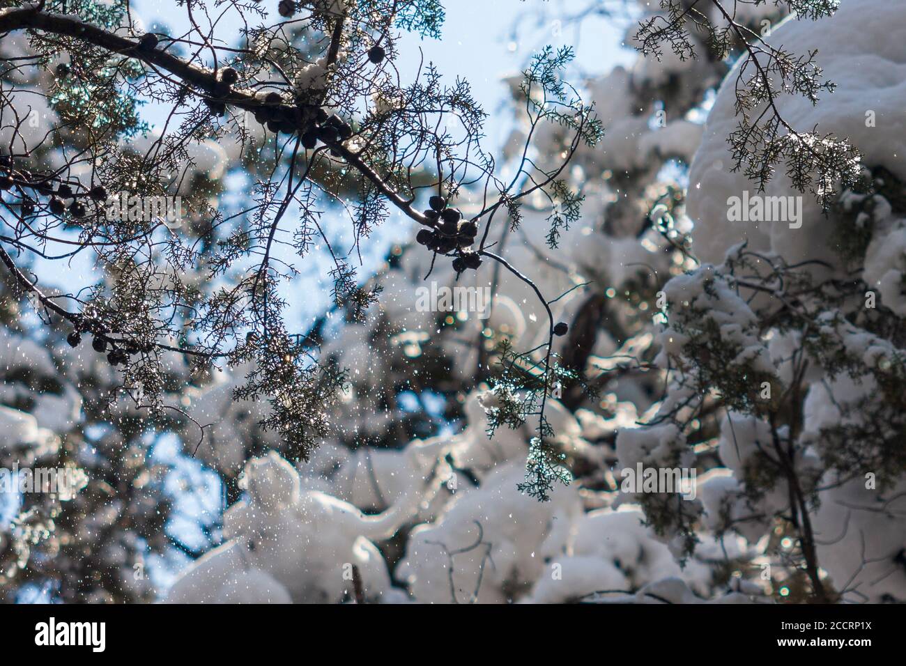 Snowflakes on a branch of a tree Stock Photo - Alamy