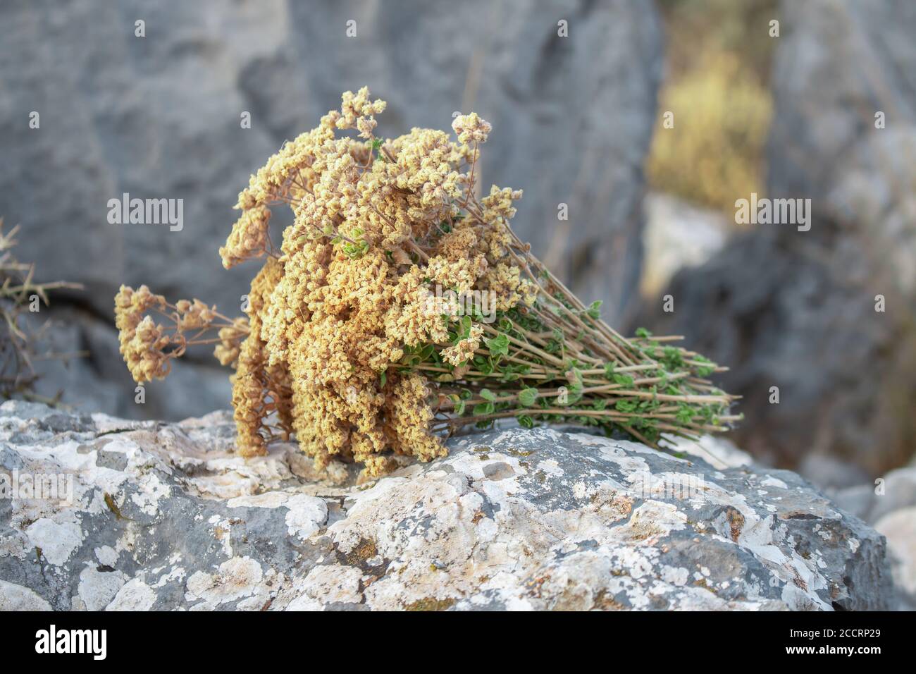 Fresh oregano bunch on stone background. Raw oregano on grey natural ...