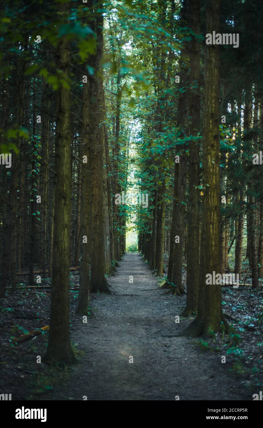 Straight treeline in a wooded area in midwest ohio Stock Photo - Alamy