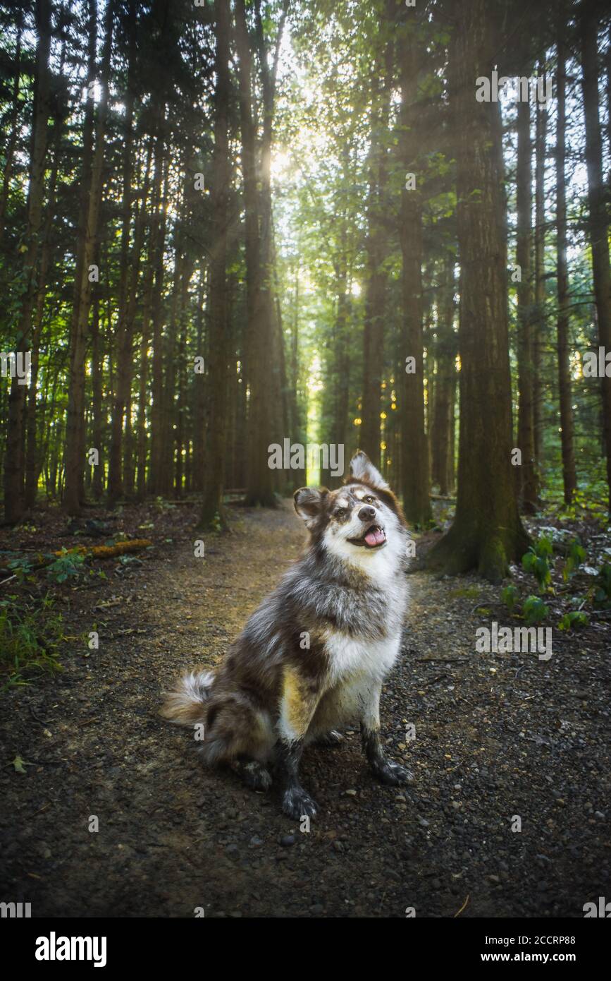 Husky dog aerial hi-res stock photography and images - Alamy