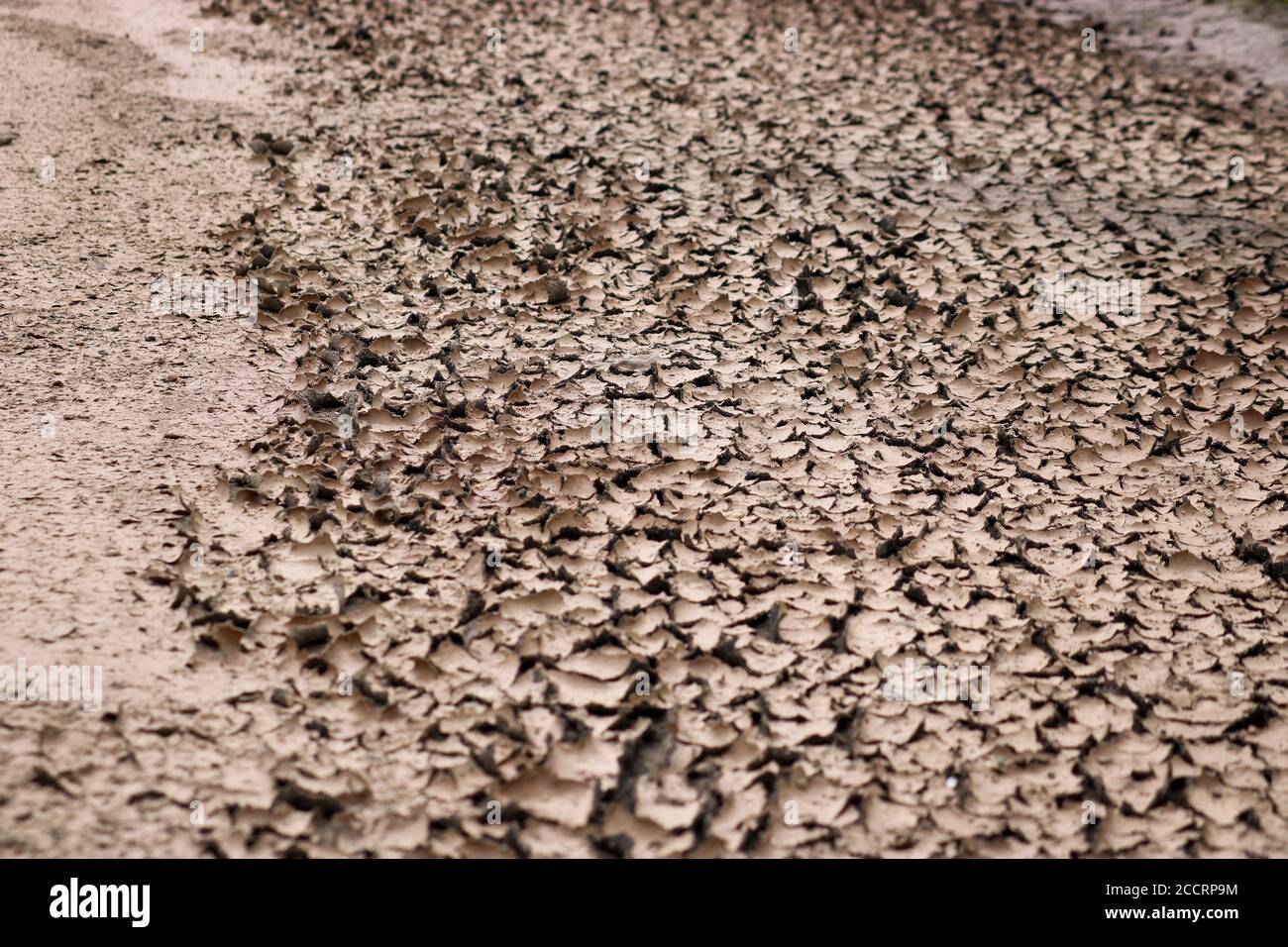 Dried slush. Texture cracked dirt. Selective focus. Macro Stock Photo ...