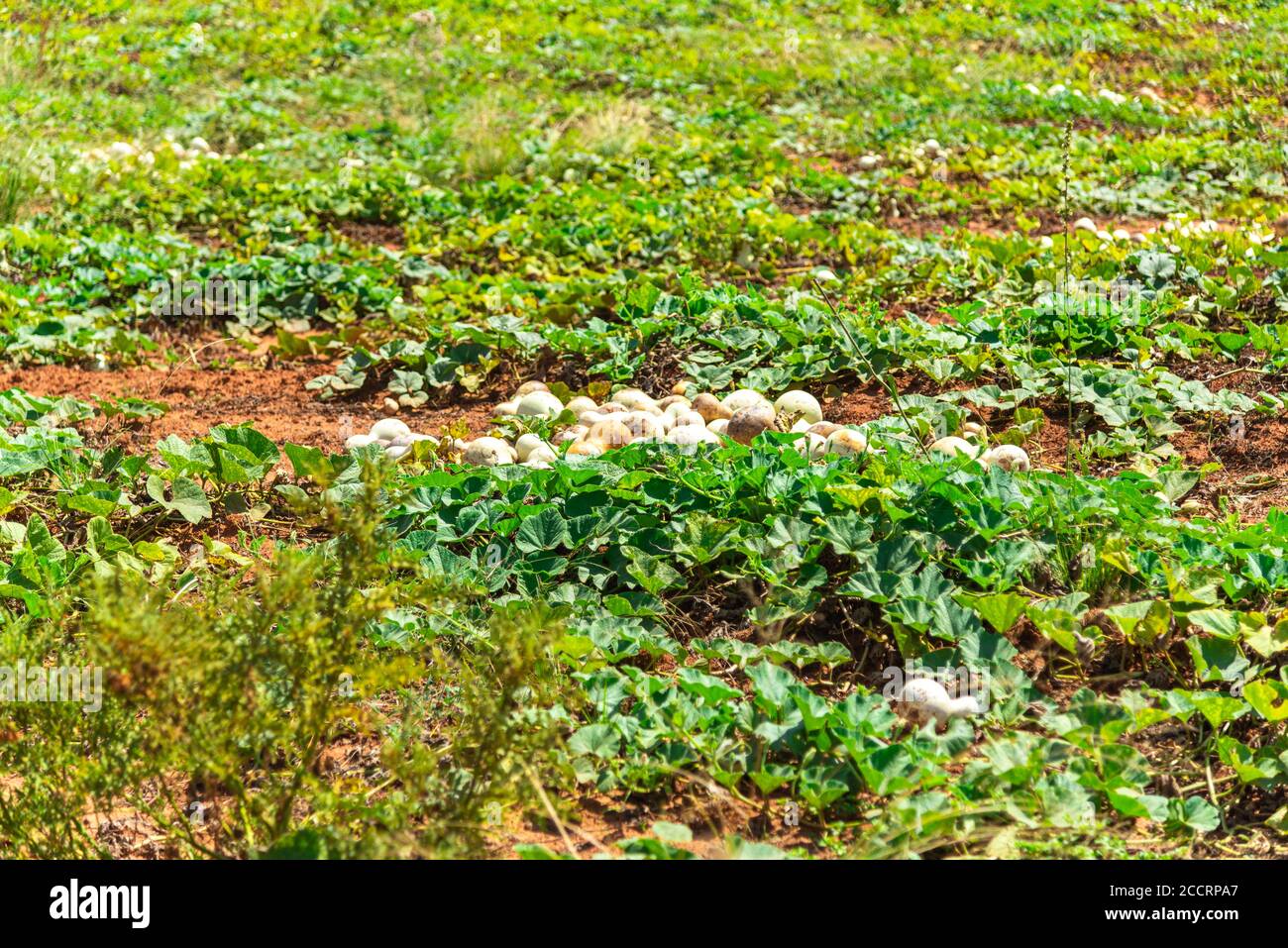 Tree typical of southern brazil High Resolution Stock Photography and ...