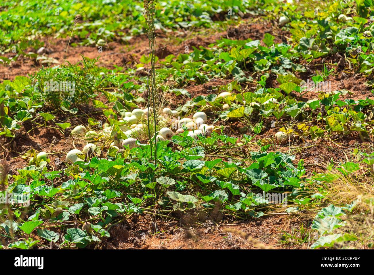 Plantation of Lagenaria Siceraria. Porongo is used in the southern ...