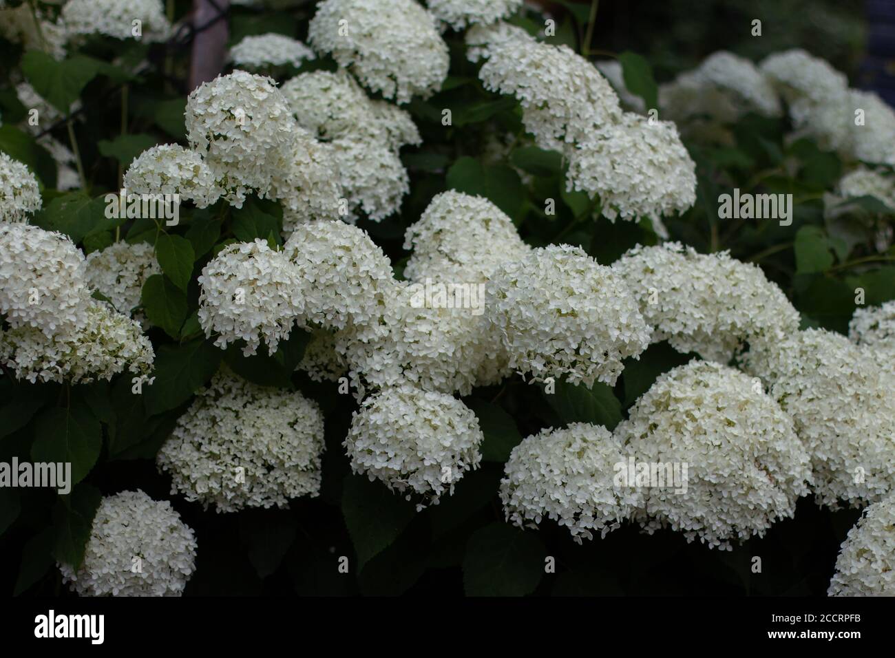 Flowers of a white blooming Hydrangea Stock Photo - Alamy