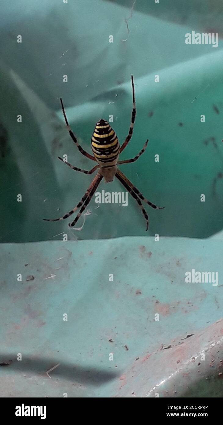 Poisonous spider hi-res stock photography and images - Alamy