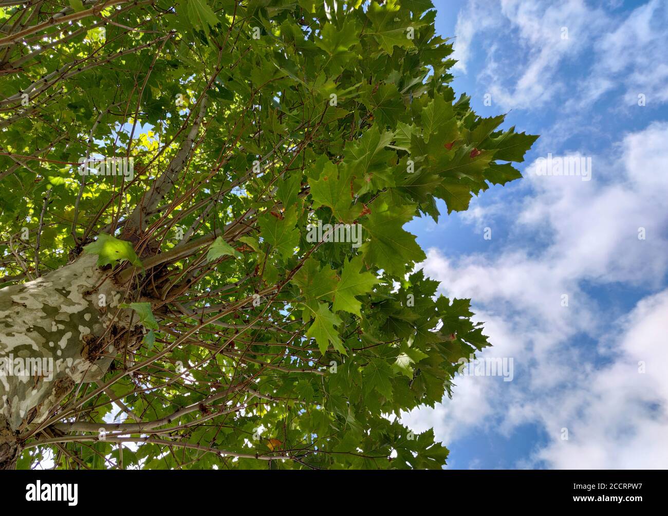 Mature plane trees hi-res stock photography and images - Alamy