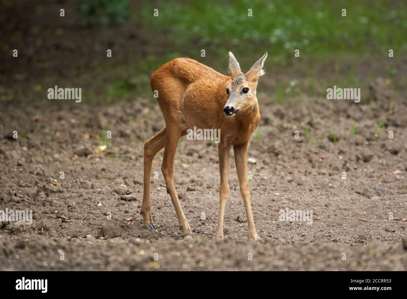 Portrait of a young roe deer in the forest Stock Photo - Alamy