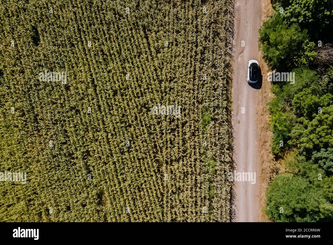Aerial view of modern car on the road near the green corn field Stock ...