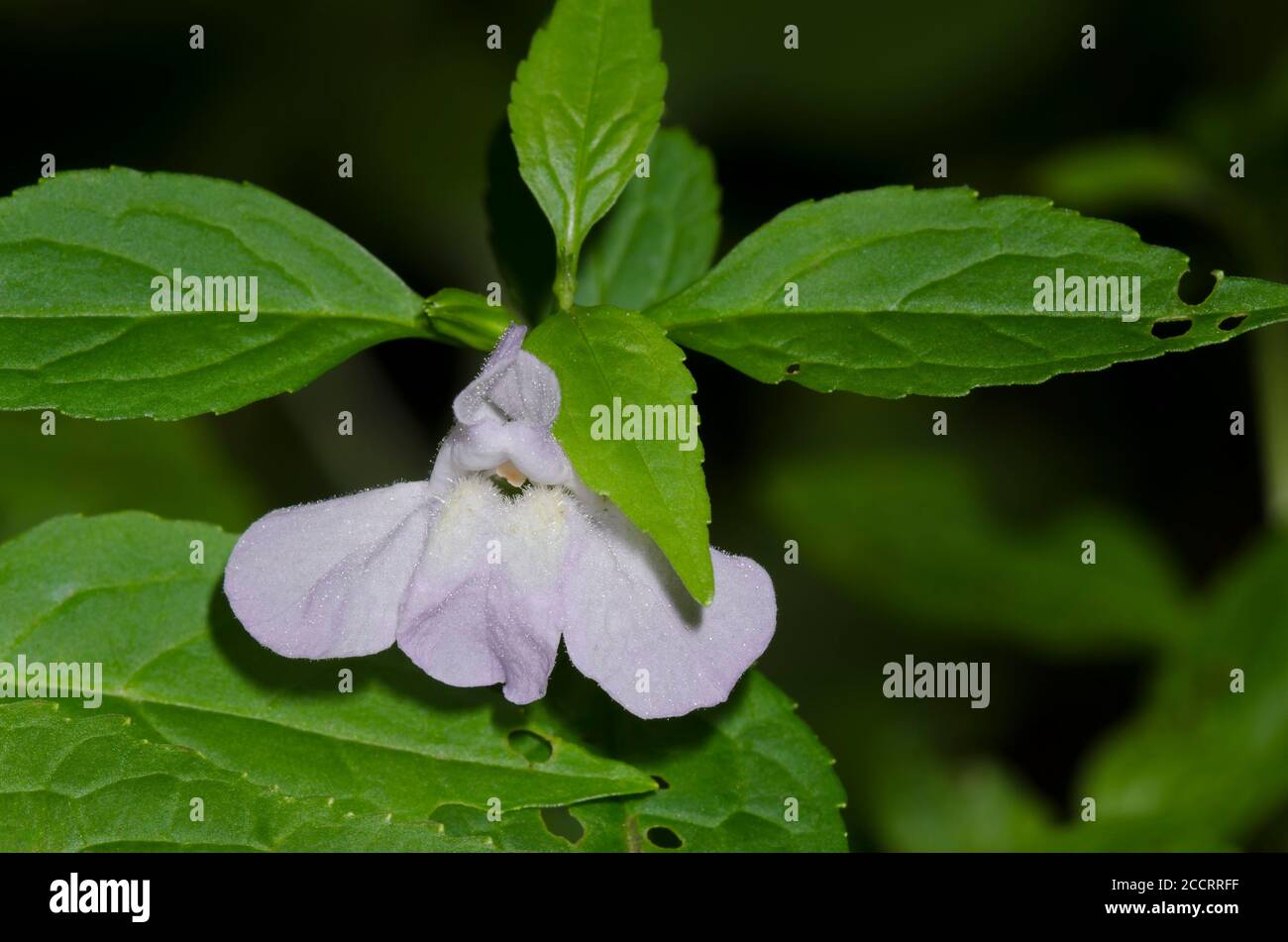 Sharpwing Monkeyflower, Mimulus alatus Stock Photo - Alamy