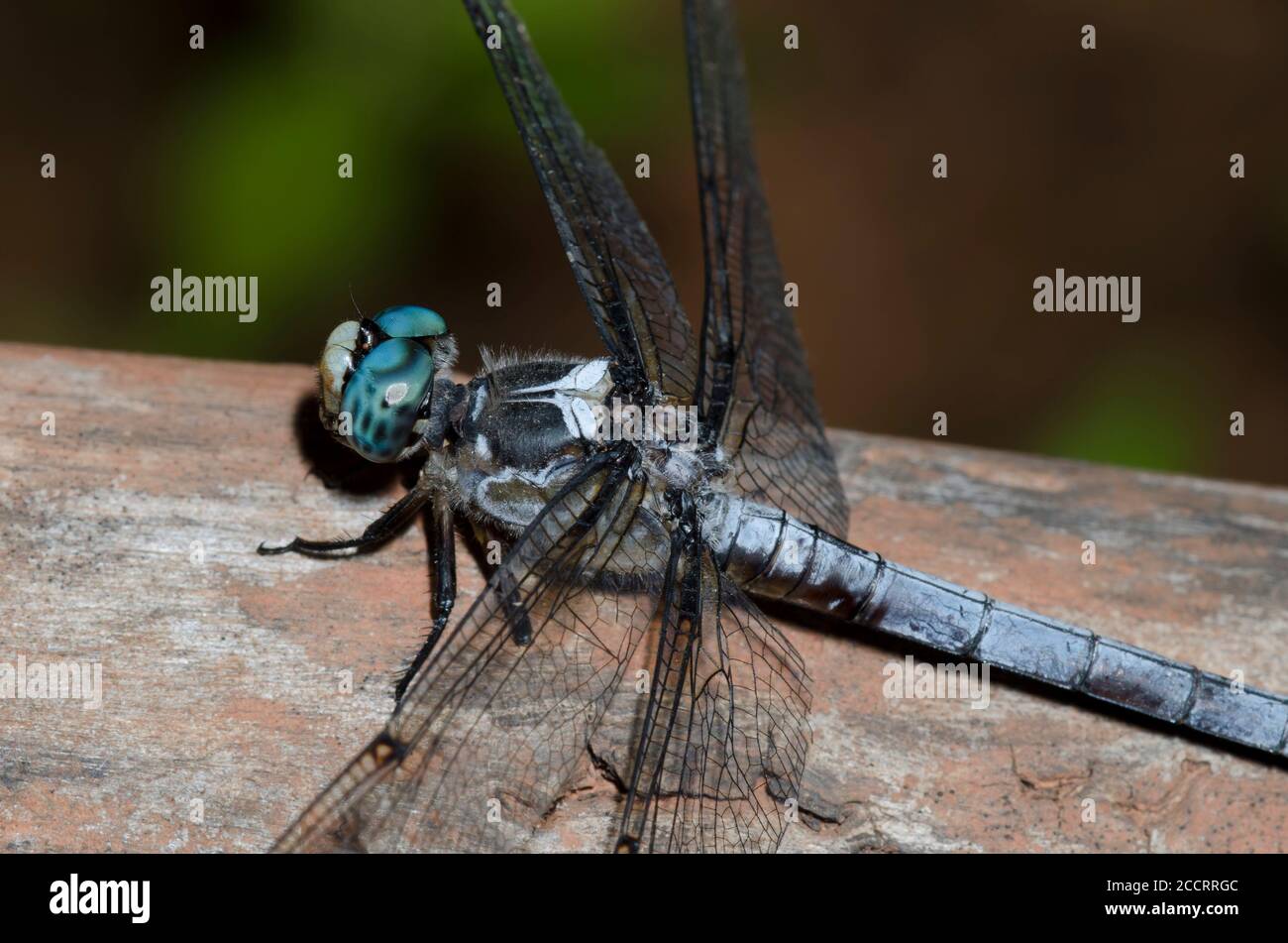 Great Blue Skimmer, Libellula vibrans, male Stock Photo - Alamy