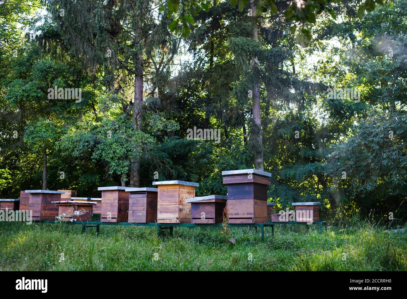 Wooden beehives under trees in the apiary Stock Photo - Alamy